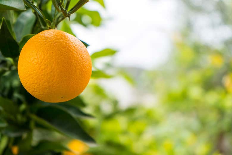 Excursión a Konispol desde Saranda - Reserva en Civitatis.com