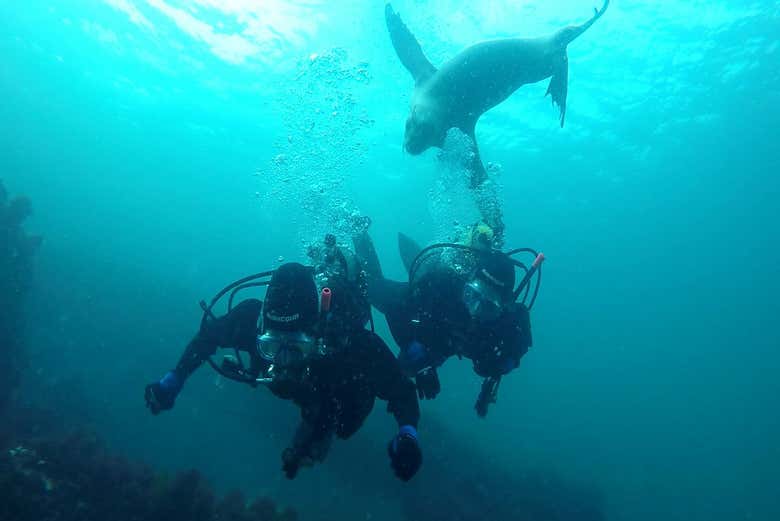 Buceo con lobos marinos en Punta Loma desde Puerto Madryn