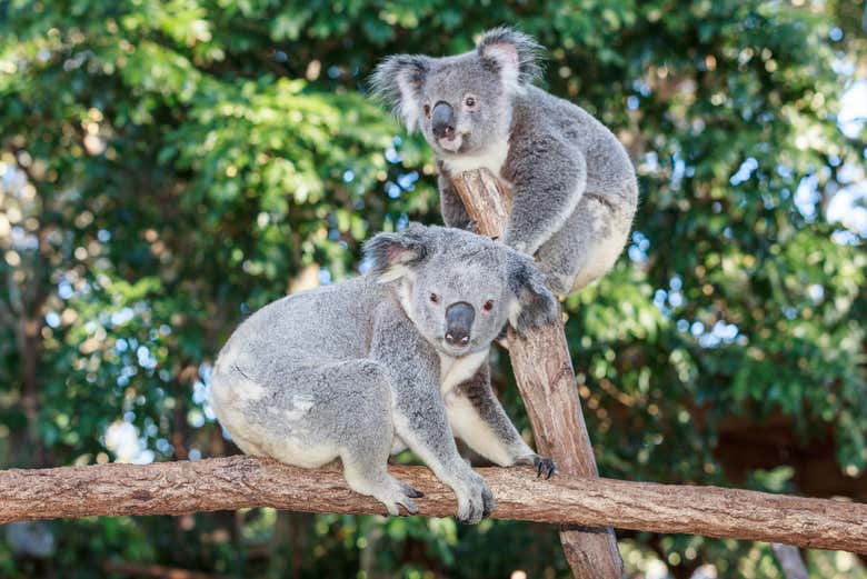 Entrada a Currumbin Wildlife Sanctuary, Gold Coast