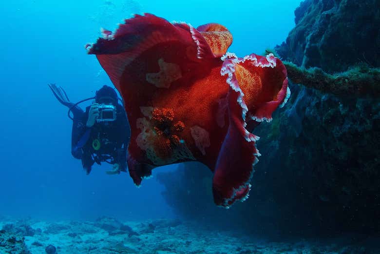 Scuba Diving Introduction at Lord Howe Island - Civitatis.com