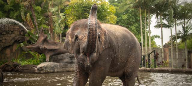 Excursión al Australia Zoo desde Sunshine Coast - Civitatis.com