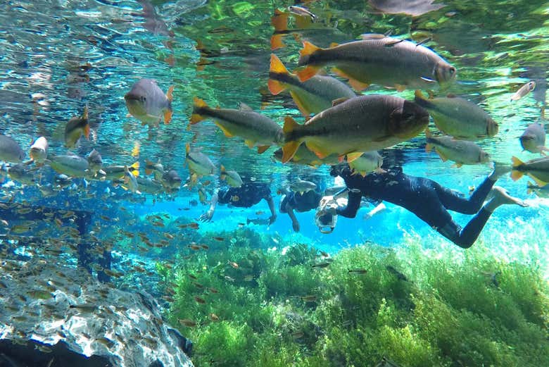 Snorkeling nel fiume Baía Bonita, Bonito