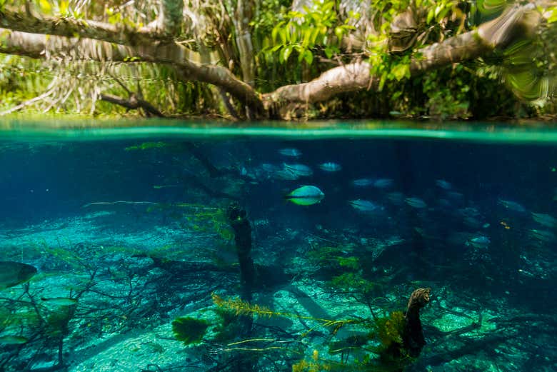 Snorkel en el río Sucuri, Bonito