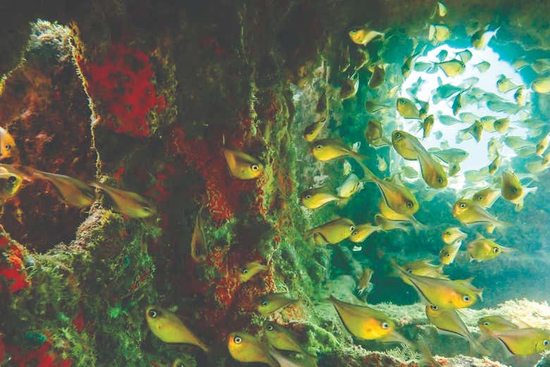Buceo en los naufragios de Ilhabela - Reserva en Civitatis.com