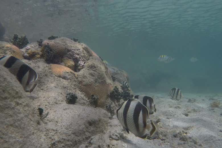 Excursão ao parque Marinho do Recife de Fora saindo de Porto Seguro