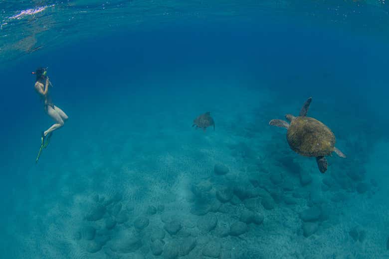 Snorkel com tartarugas no Mindelo - Reserve em Civitatis.com