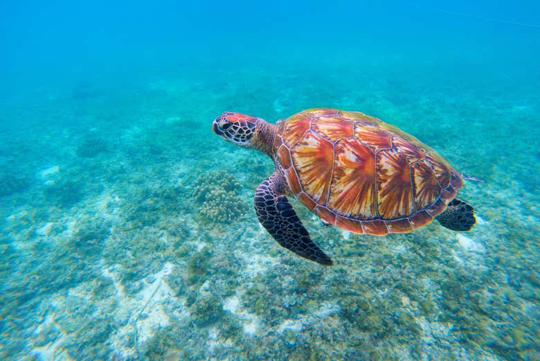 Snorkeling avec les tortues à Mindelo - Civitatis.com