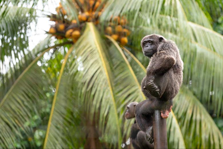 Day Tip to the Pongo-Songo Reserve from Duala - Civitatis.com