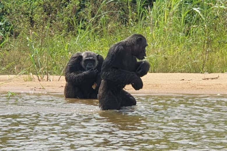 Day Tip to the Pongo-Songo Reserve from Duala - Civitatis.com