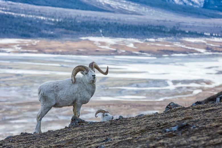 Excursión al Parque Nacional de Kluane desde Whitehorse