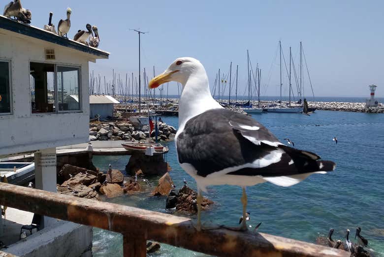 Curso de surf en Concón y senderismo por sus dunas