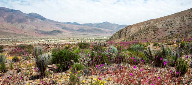 Atacama Valley & Desert 2-Day Tour, Copiapó
