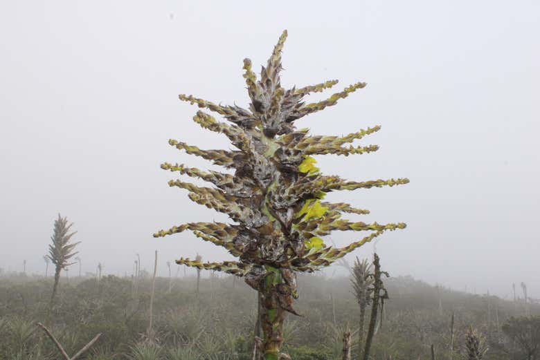 Bosque Fray Jorge National Park Tour from Ovalle - Civitatis.com