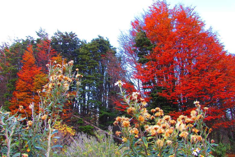 Magallanes National Reserve Tour from Punta Arenas - Civitatis.com