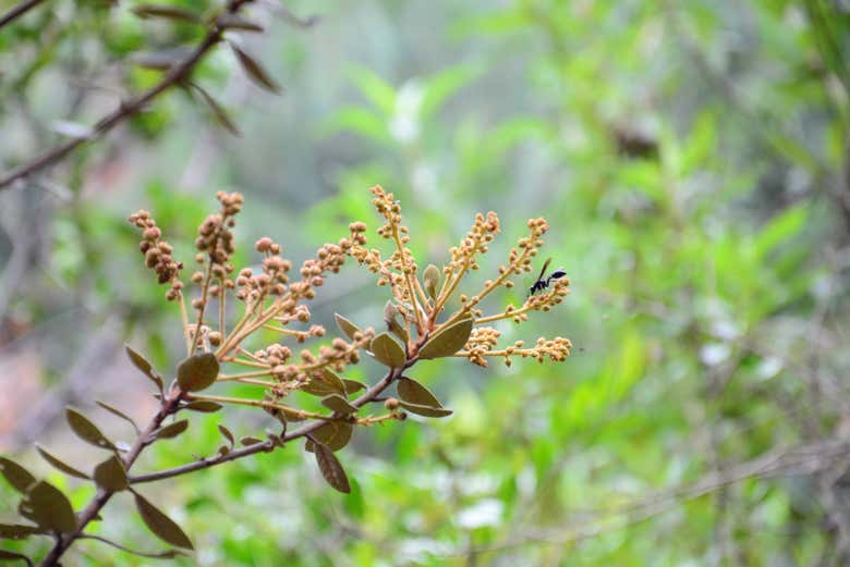 Hiking in the Iguaque Flora and Fauna Sanctuary from Villa de Leyva