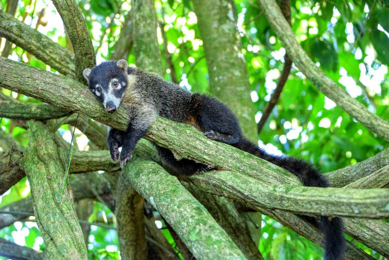 Tour en quad por el Parque Nacional Volcán Arenal desde La Fortuna