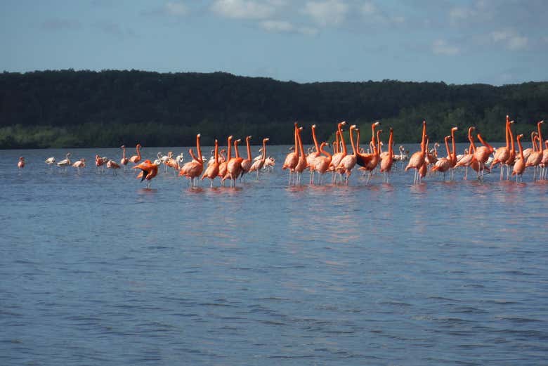Paseo en barco por la laguna Guanaroca desde Cienfuegos