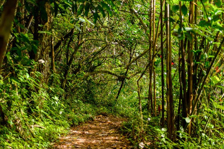 Tour por Topes de Collantes desde Trinidad - Civitatis.com