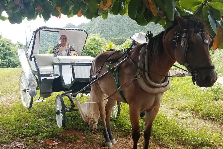 Viñales Valley Horse Drawn Carriage Ride - Book at Civitatis.com