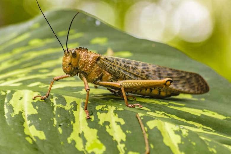 Visita guiada por el Jardín Botánico, Guayaquil