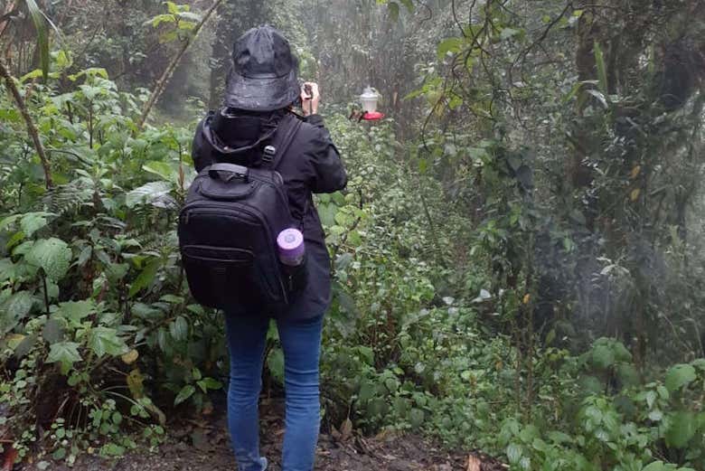 Excursión a la Reserva Yanacocha desde Quito - Civitatis.com