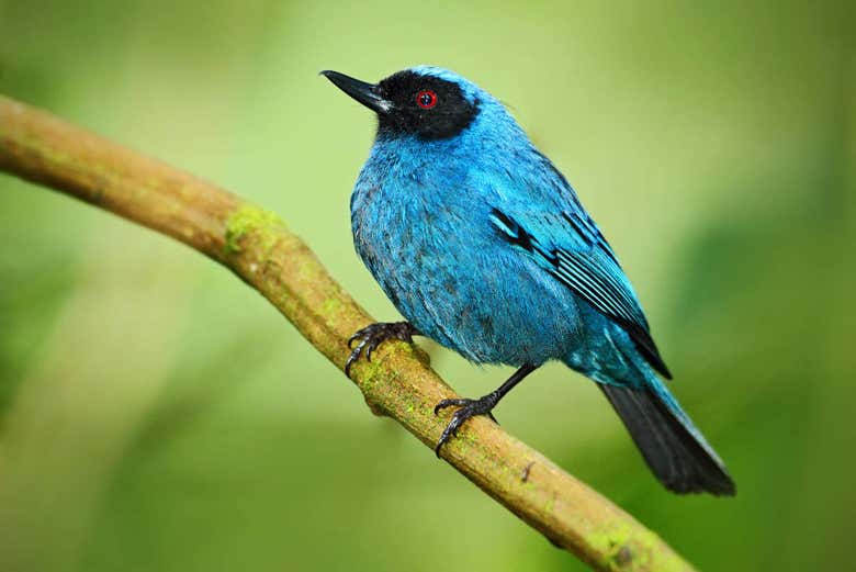 Excursión a la Reserva Yanacocha desde Quito - Civitatis.com