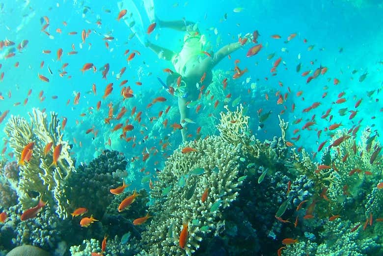 Snorkeling in Qulaan Islands from Marsa Alam - Civitatis.com