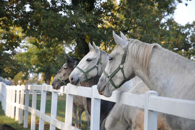 Excursión a Lipica y cuevas de Skocjan desde Portorož