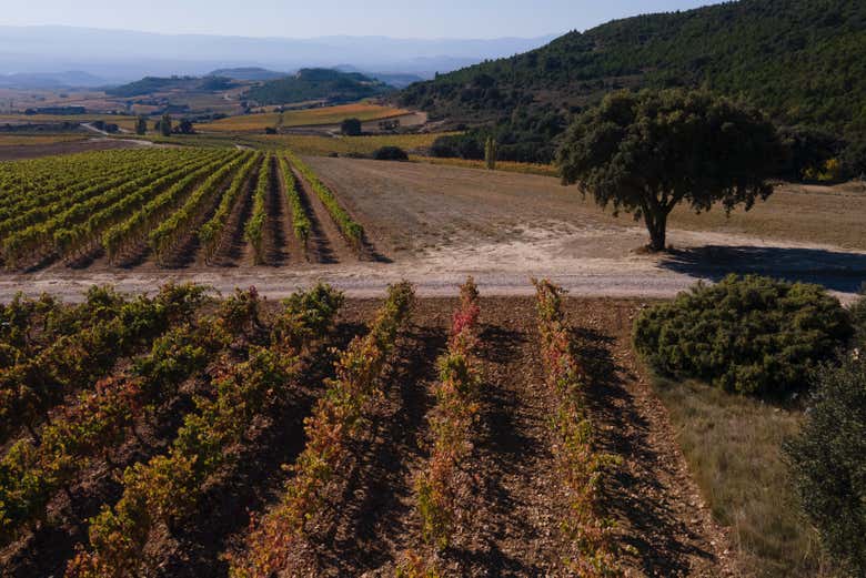 Visita às adegas Óbalo em Samaniego - Reserve em Civitatis.com