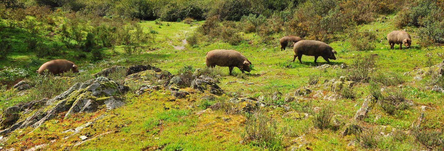 Activities, Guided Tours and Day Trips in Guijuelo - Civitatis.com