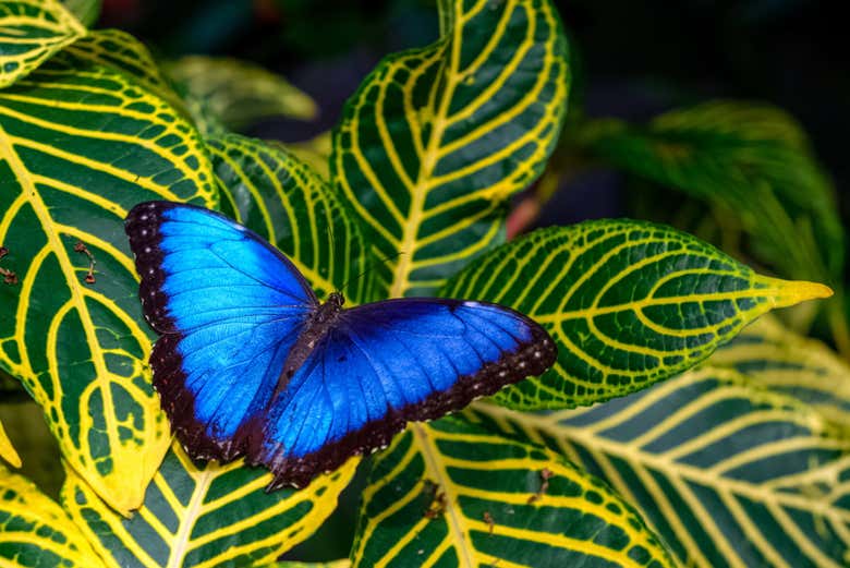 Biglietti per il giardino delle farfalle di Níjar - Civitatis.com