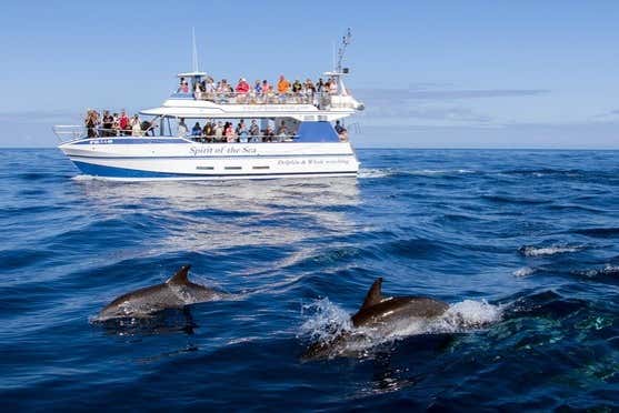 Dolphin & Whale Watching in Gran Canaria, Puerto Rico