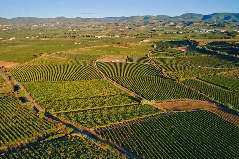 Tour en bicicleta por los viñedos del Penedés desde Subirats