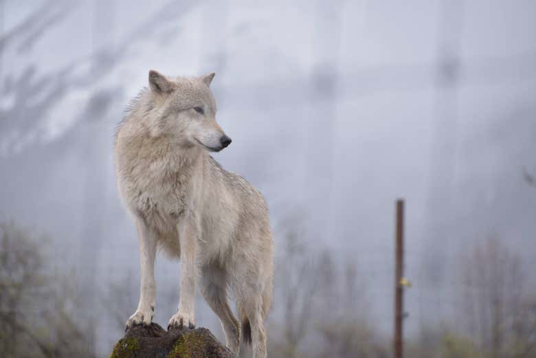 Portage Glacier + Wildlife Conservation Center, Anchorage