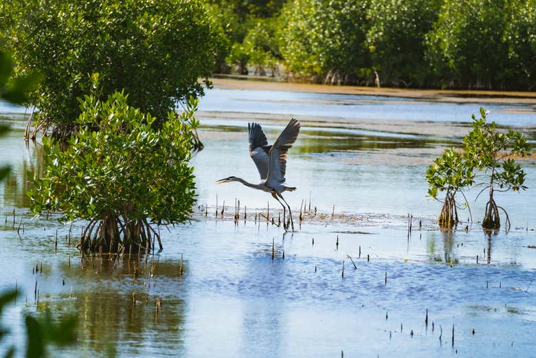 Excursión a los Everglades desde Fort Myers - Civitatis.com