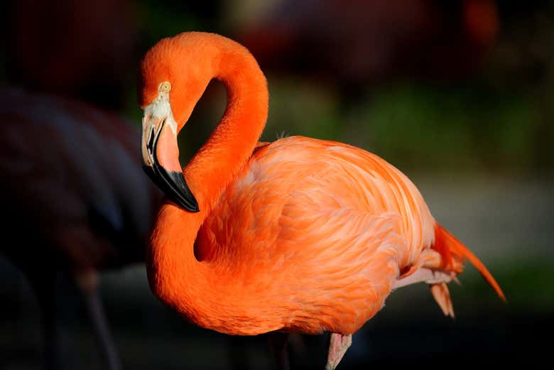 Entrada al Zoo de Miami - Reserva online en Civitatis.com
