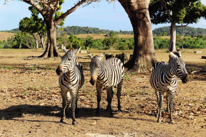 Calauit Safari Park & Coron Islands Tour - Book at Civitatis.com