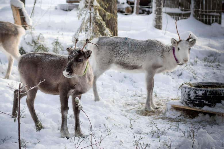 Visita a un allevamento di renne da Kittilä - Civitatis.com