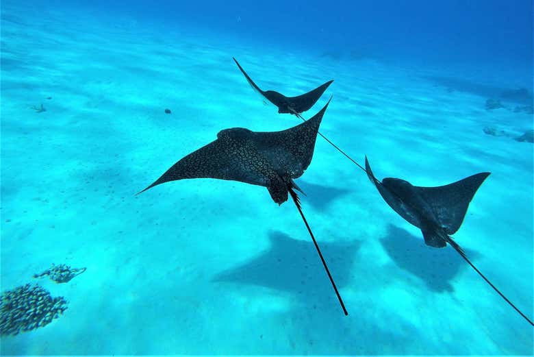 Snorkel con mantarrayas en lancha rápida por Bora Bora