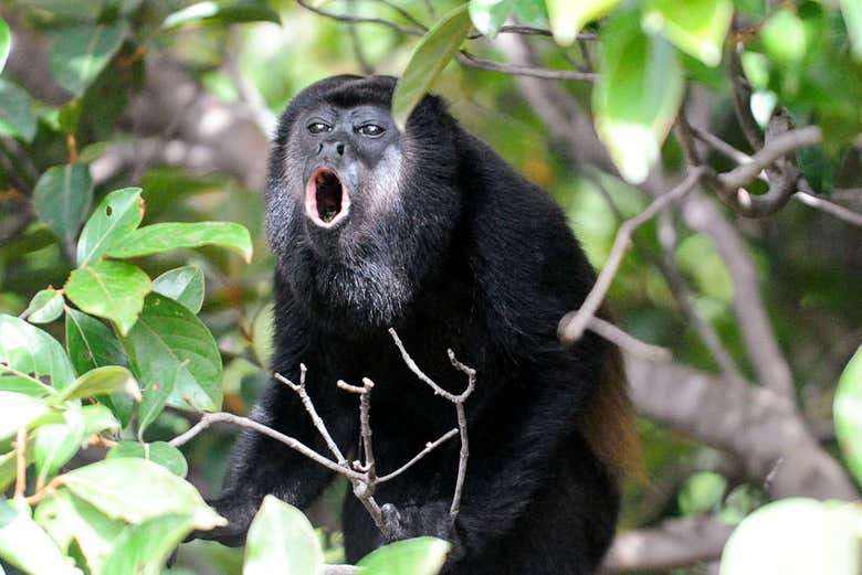 Tour en kayak por la laguna de Cacao desde La Ceiba