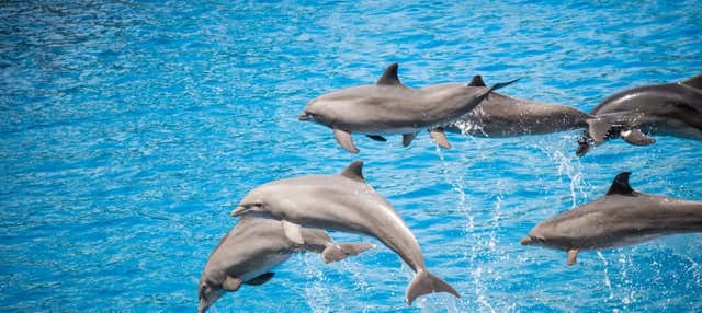 Snorkel en West Bay + Avistamiento de delfines, Roatán