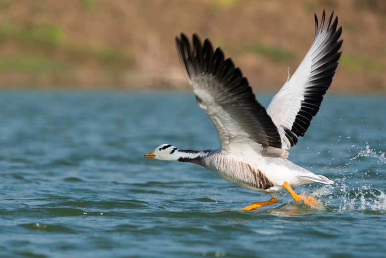 Chambal Valley Safari from Agra - Book Online at Civitatis.com