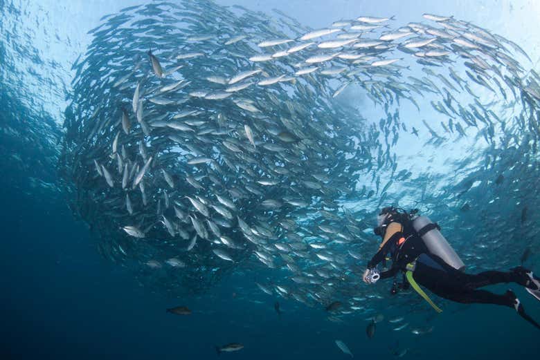 Buceo en Bali - Reserva online en Civitatis.com