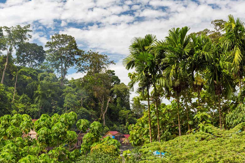 Gunung Leuser National Park Private Tour from Medan