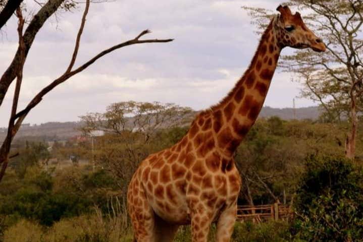 Excursión al Giraffe Centre desde Nairobi - Civitatis.com