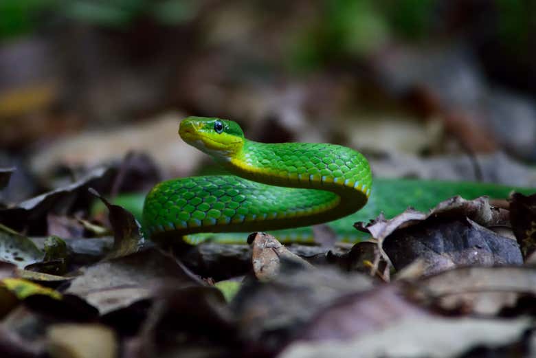 Excursión a Bio-Ken Snake Farm desde Watamu - Civitatis.com