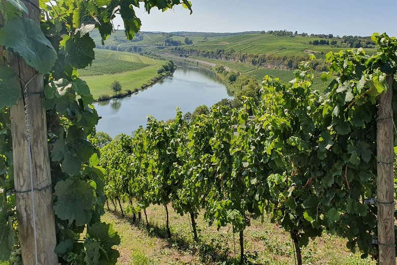 Visita a la bodega Benoît & Claude de Remich, Remich