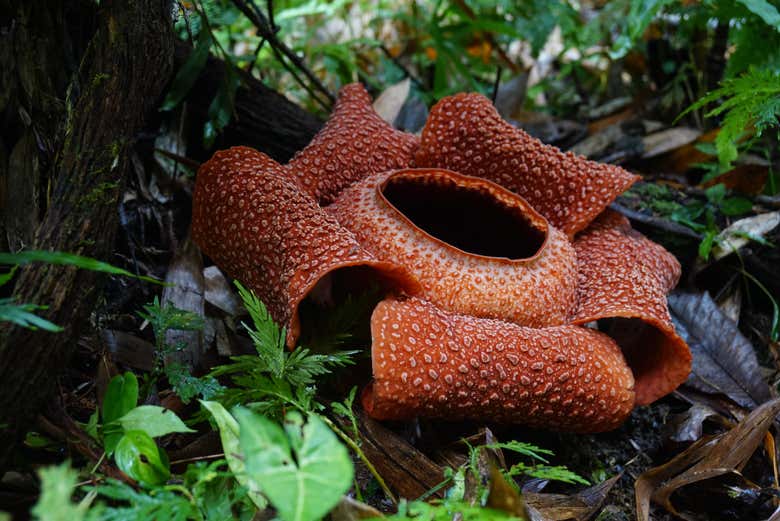 Cameron Highlands Rafflesia Excursion from Brinchang