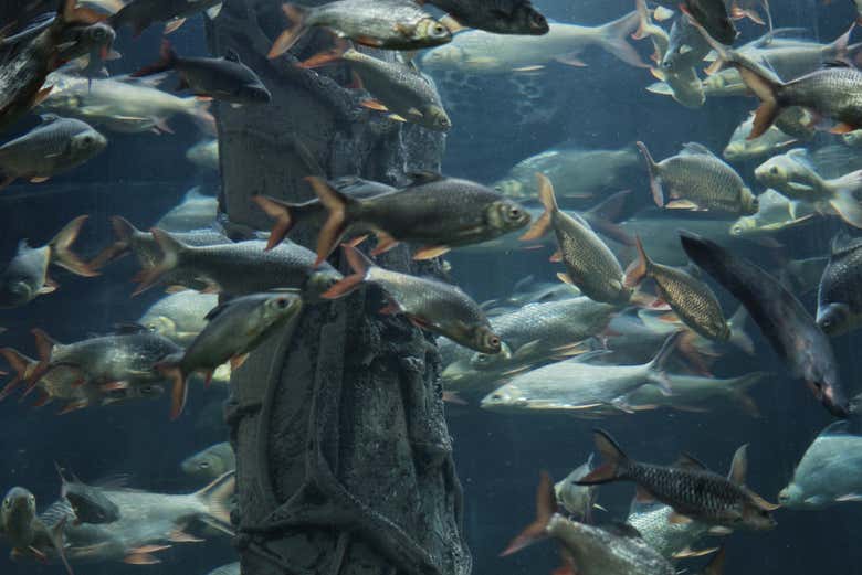 Aquaria KLCC Ticket, Kuala Lumpur