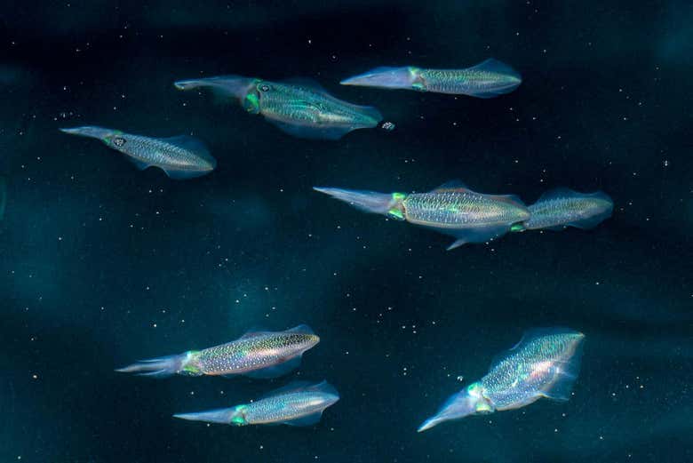 Sunset or Sunrise Fishing Tour, Addu